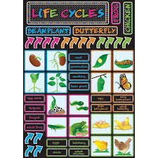 Life Cycles Magnetic Mini Bulletin Board Set – CM School Supply