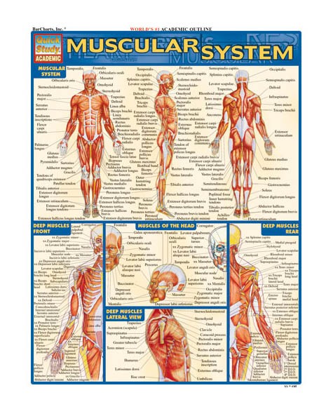 QuickStudy® The Muscular System – CM School Supply