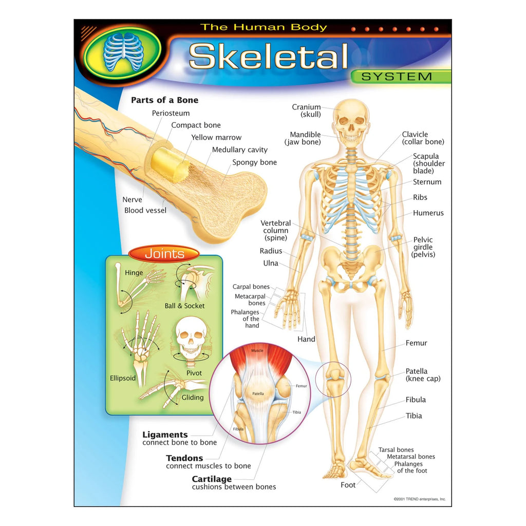 The Human Body–Skeletal System Learning Chart – CM School Supply