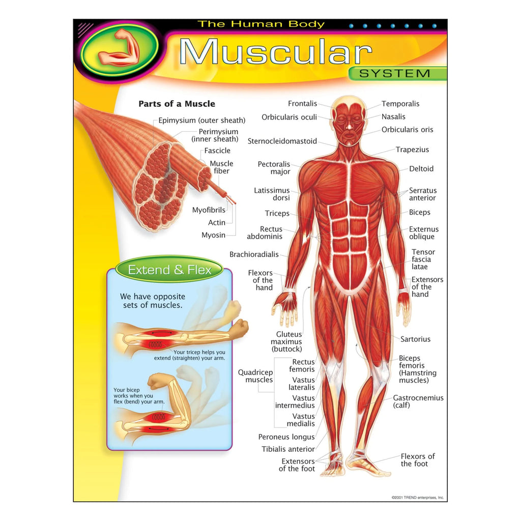 The Human Body–Muscular System Learning Chart – CM School Supply