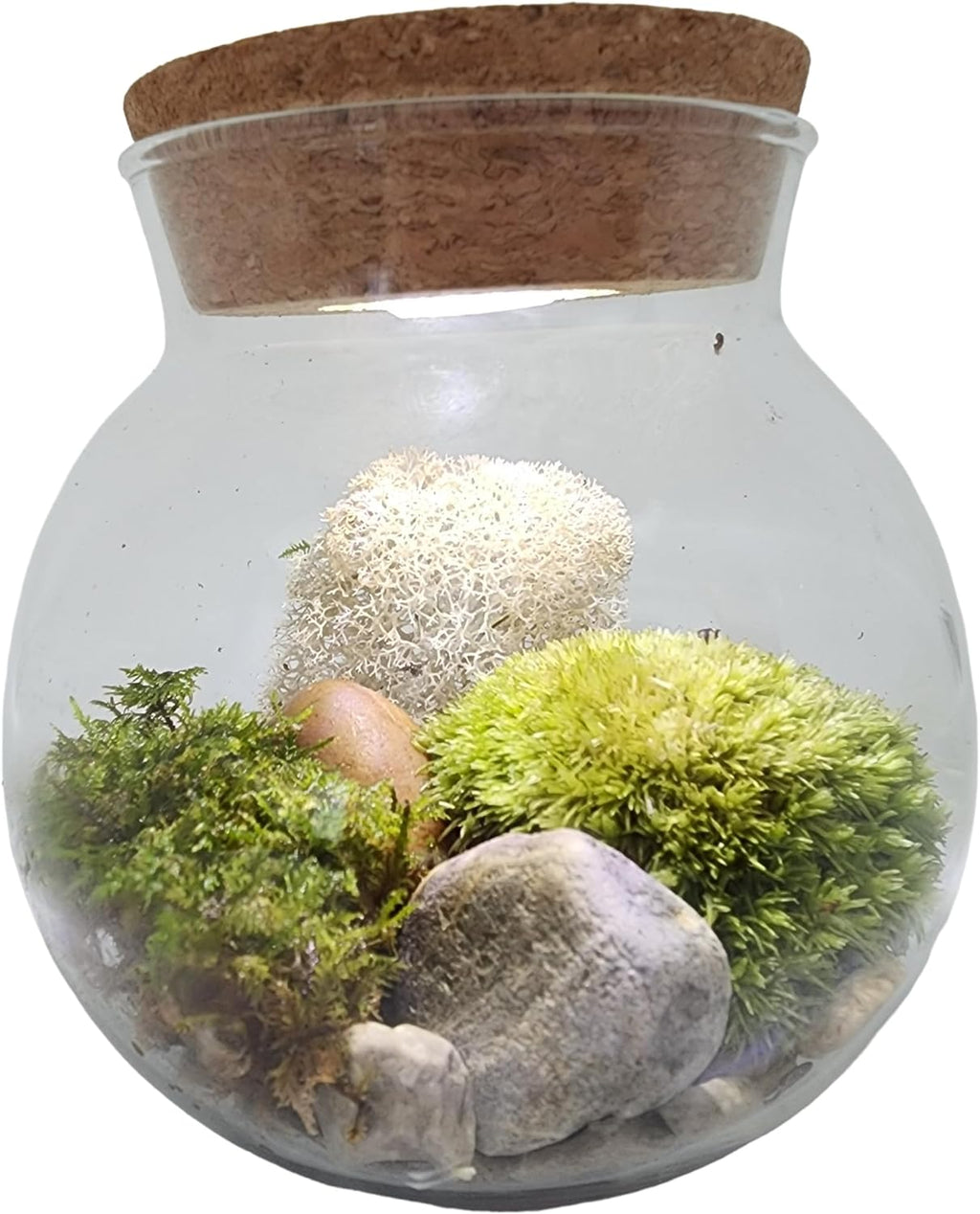Create Your Serene Moss Sanctuary with The Unique Gardener Moss Bowl T ...