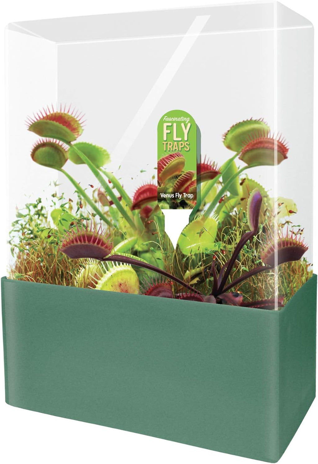 Grow Your Own Venus Fly Trap - Complete Kids Terrarium Kit to Plant Fa ...