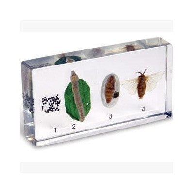Real Life Science Specimens - Silkworm Life Cycle — CM School Supply