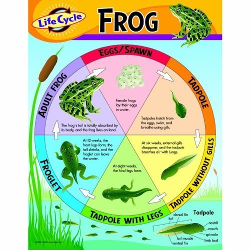 Frog Life Cycle Anchor Chart | CM School Supply