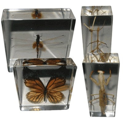 Real Life Science Specimens - Set of All 4 Insects – CM School Supply