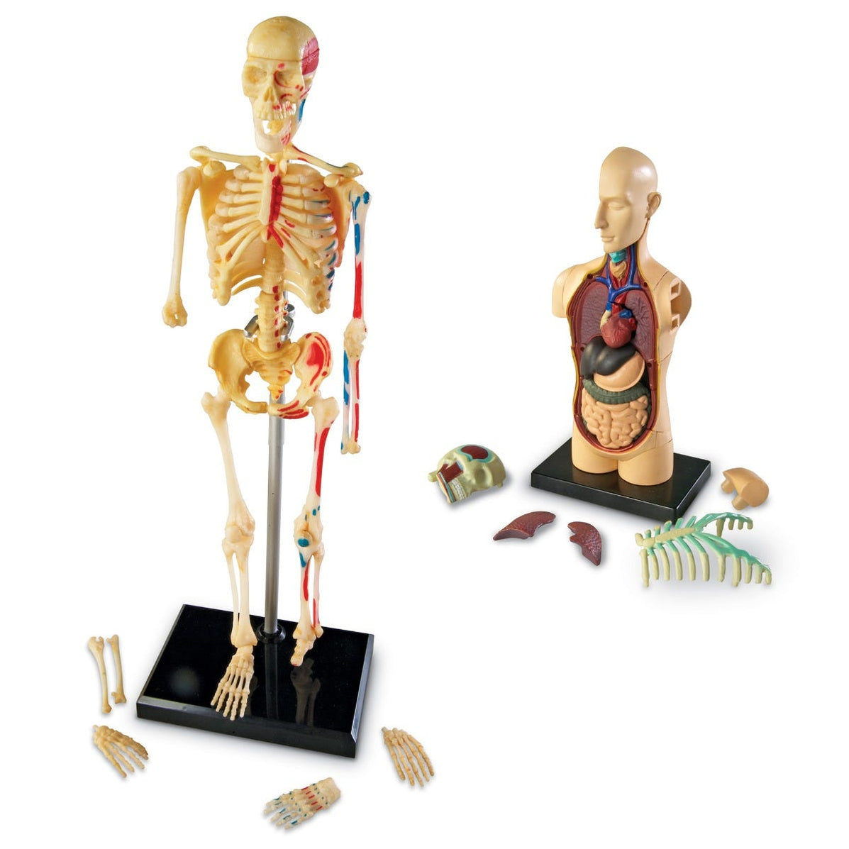 Anatomy Models (Set of 4) - 165-338 — CM School Supply