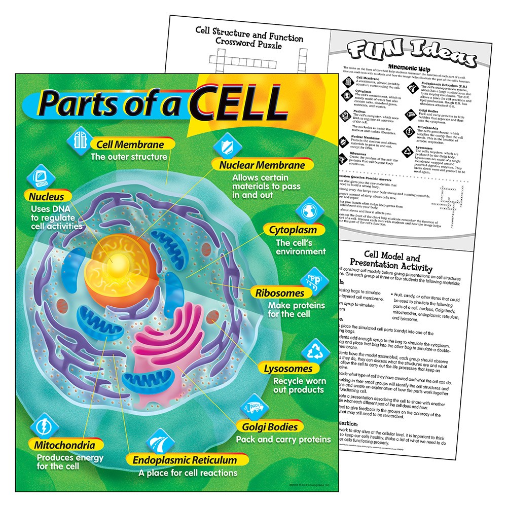 Parts of a Cell Chart — CM School Supply