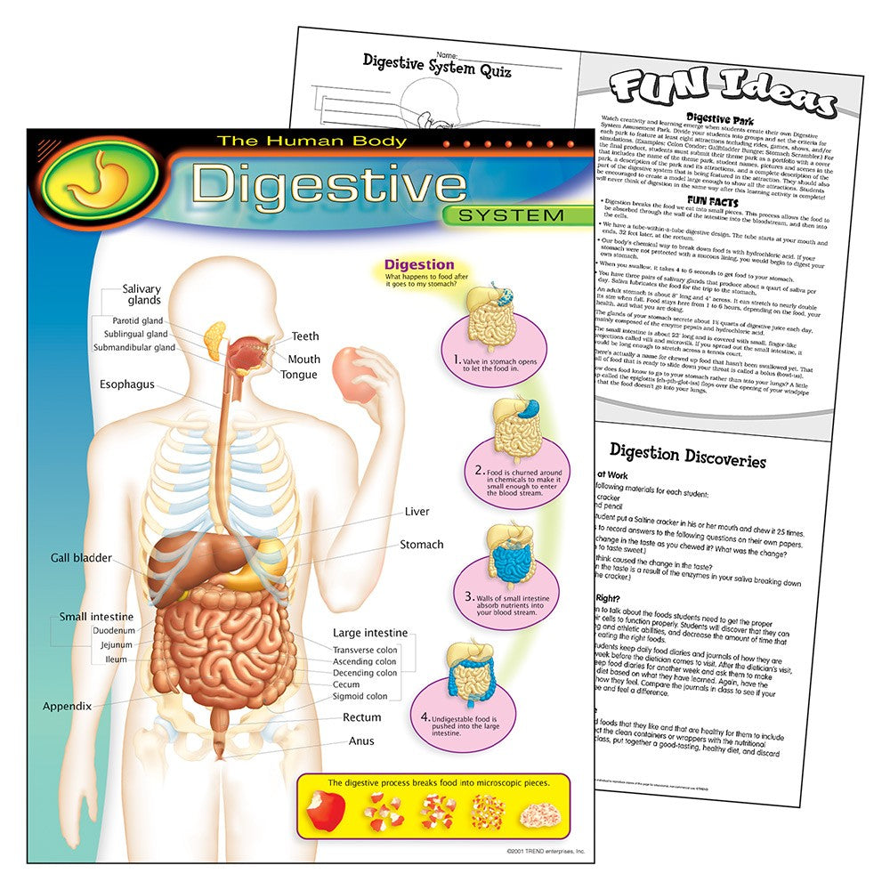 The Human Digestive System Chart – CM School Supply