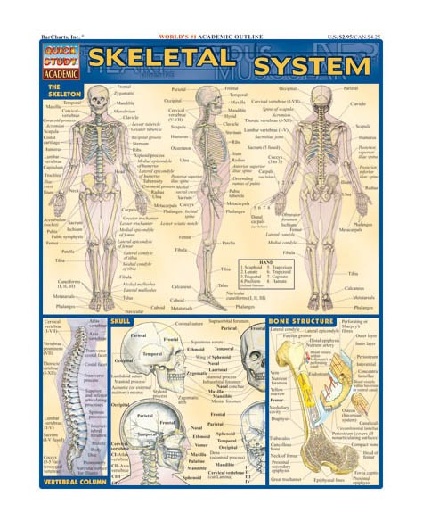 QuickStudy® The Skeletal System – CM School Supply