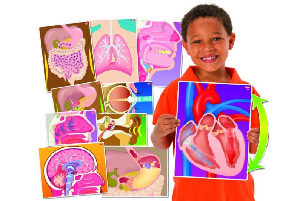 My Body In Action Cards – CM School Supply