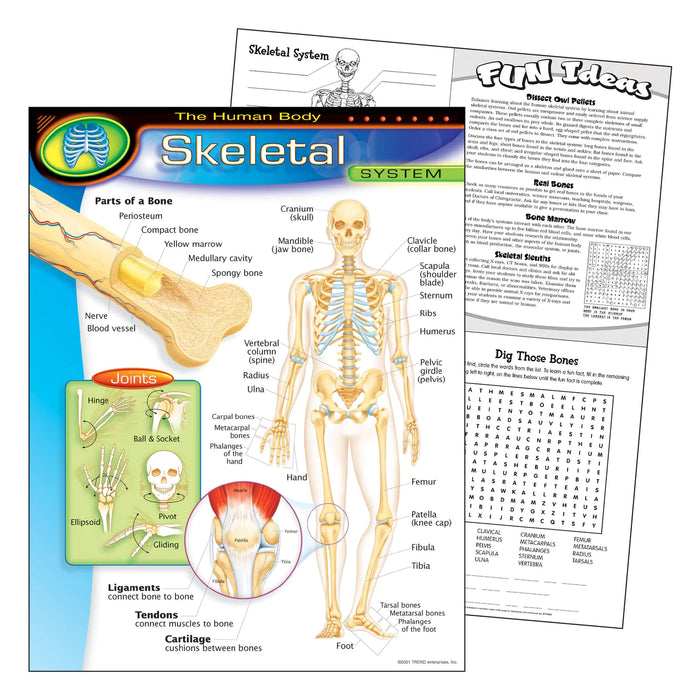 The Human Body–Skeletal System Learning Chart — CM School Supply