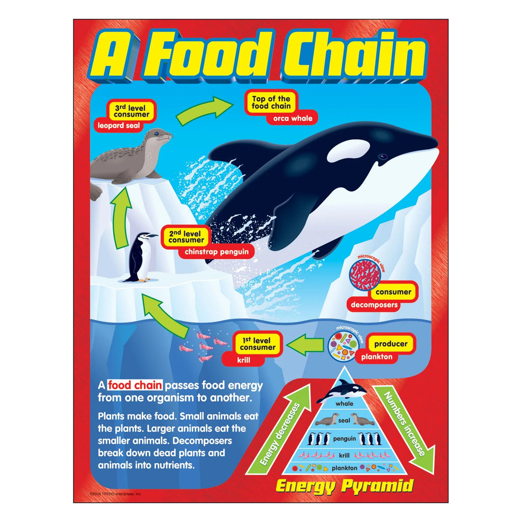 A Food Chain Learning Chart – CM School Supply