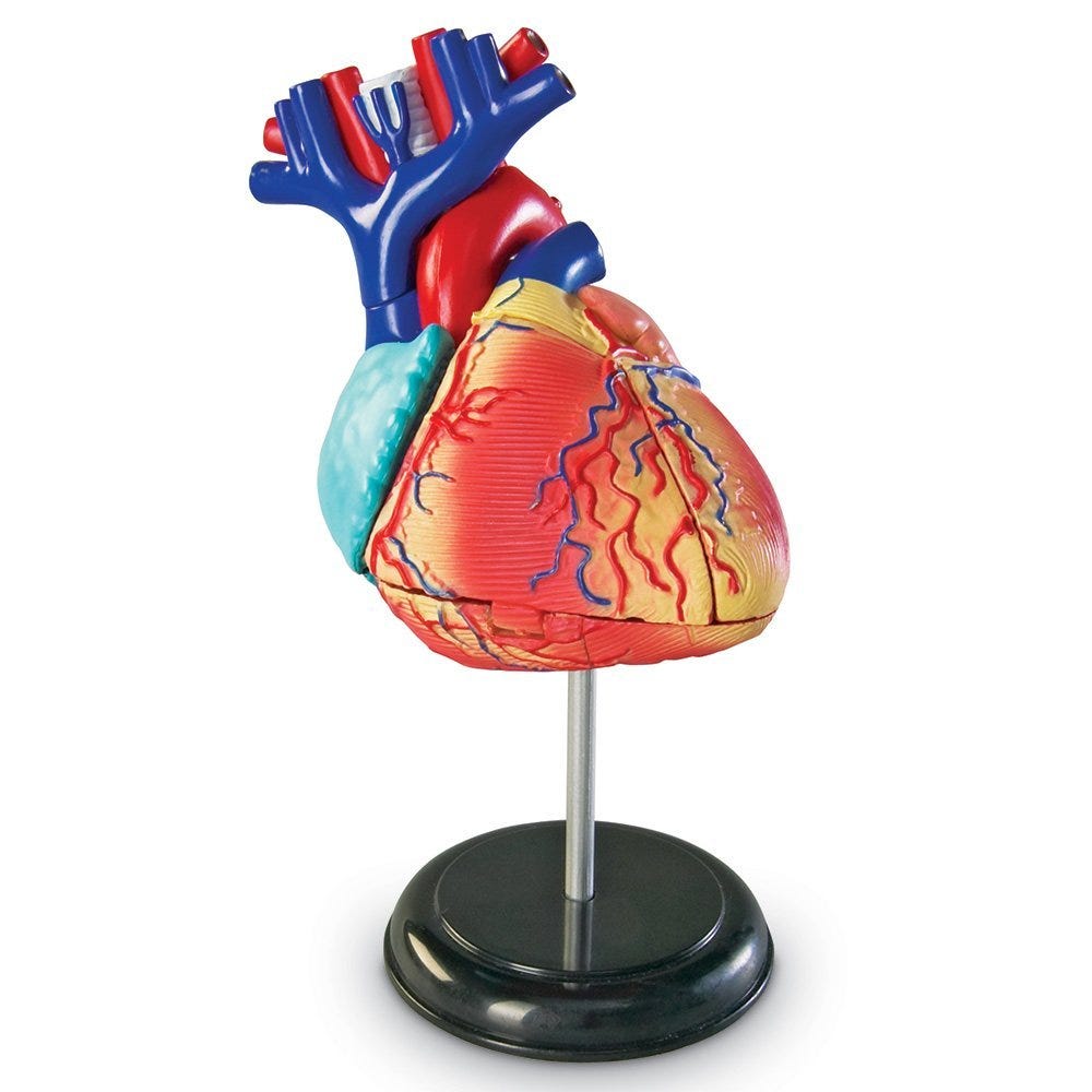 Heart Anatomy Model – CM School Supply