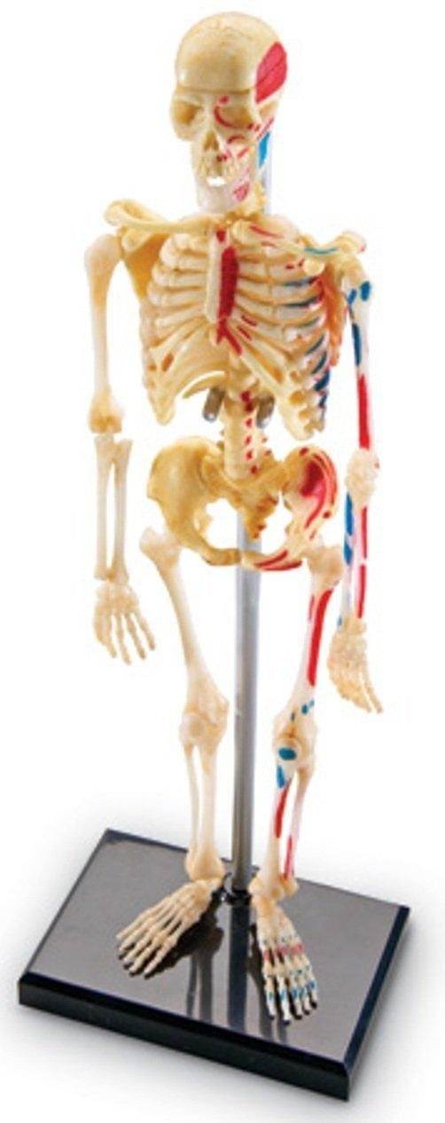 Skeleton Anatomy Model — CM School Supply
